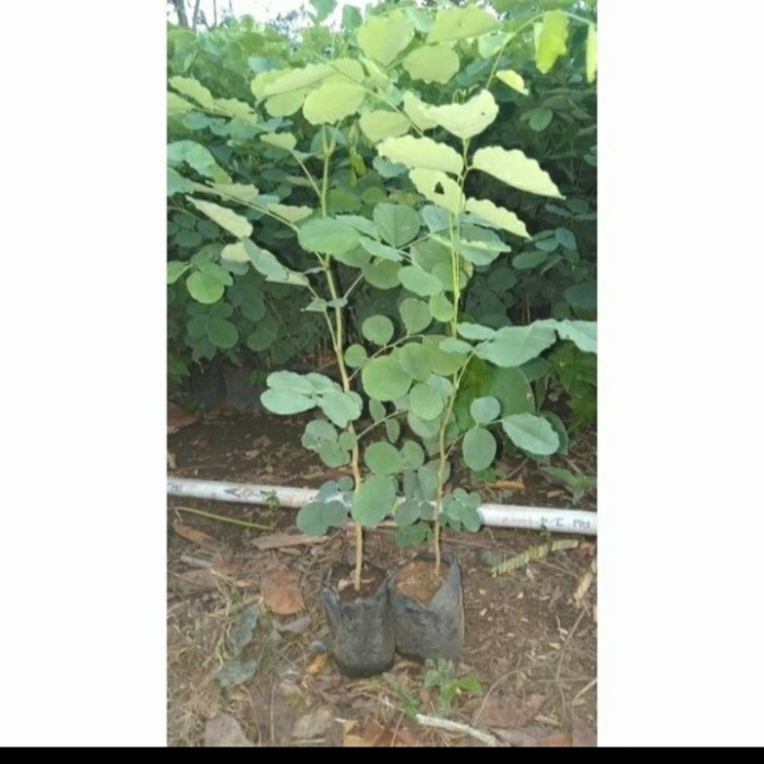 Jual BIBIT TANAMAN POHON KAYU SONOKELING TINGGI 40CM UP | Shopee Indonesia