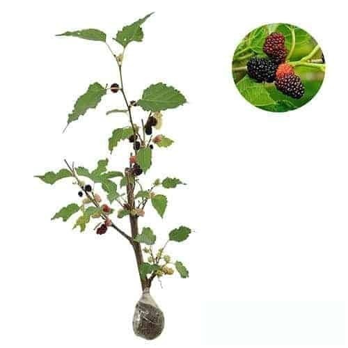Jual tanaman buah murbei(sudah berbuah 1) | Shopee Indonesia