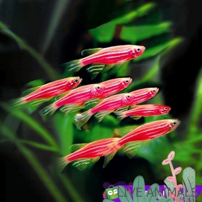 Jual singletank Red Danio Tetra Pink Zebra / Hias Aquascape | Shopee ...