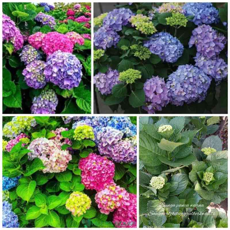 Jual Tanaman Hias Pancawarna Hortensia - Bibit Tanaman Hydrangea ...