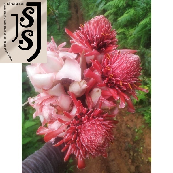 Jual Bunga Kecombrang Bunga Laka Honje 1 kg | Shopee Indonesia