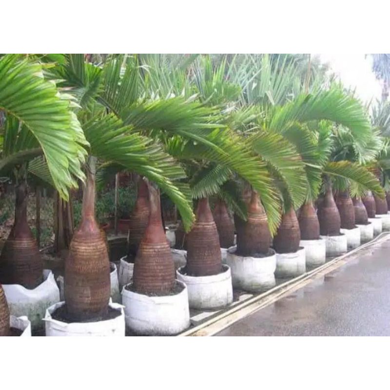 Jual tanaman hias palem botol/bibita palem botol | Shopee Indonesia