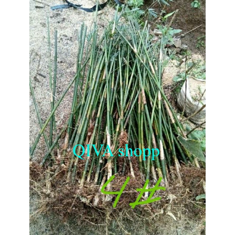 Jual Bibit Bambu Jepang Tanaman Hias 100 cm baru KEBU INDAH | Shopee ...