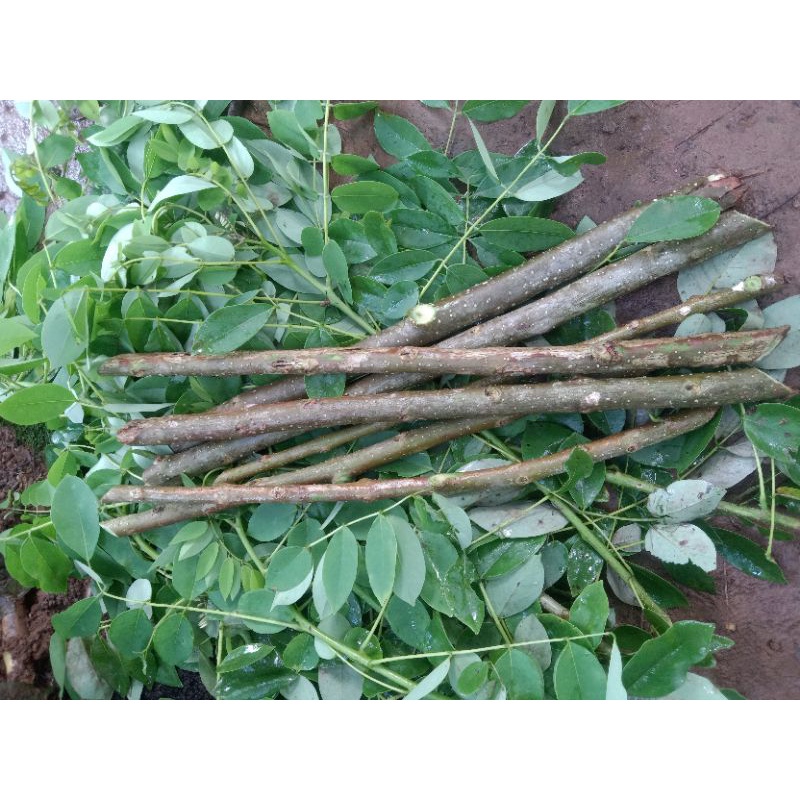 Jual New COD Stek bibit Gamal 1 meter/ kleresede ( Gliricidia sepium ...