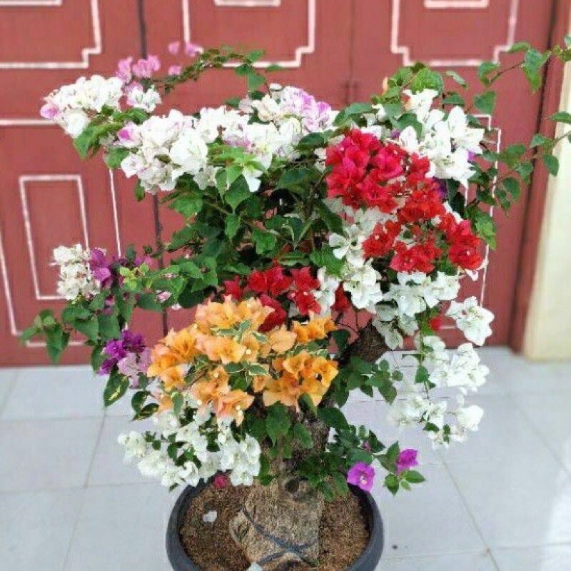 Jual Bibit tanaman bougenville 3 warna - 4 Warna -Tanaman Hidup- Bunga ...