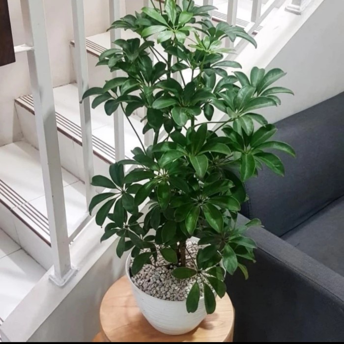 Jual TANAMAN HIAS WALISONGO HIJAU RIMBUN INC POT PUTIH DAN BATU | Shopee Indonesia