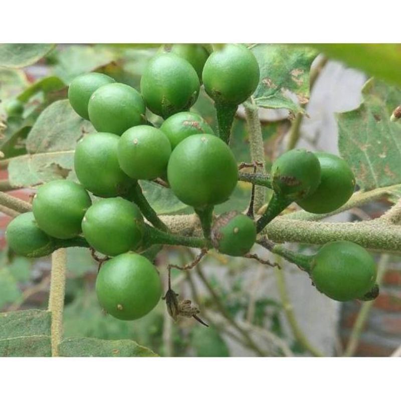 Jual Promo Buah takokak/tekokoak/cepokak/terung pipit segar/500 gr ...