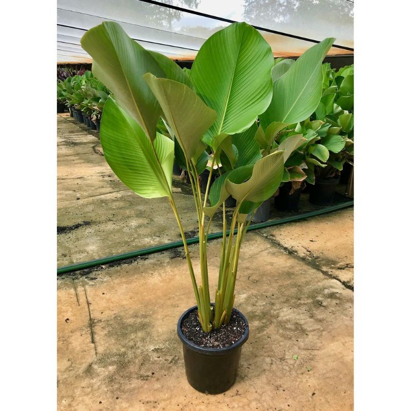 Jual ( TERMURAH) Tanaman hias calathea pisang tinggi 40-70 indoor ...