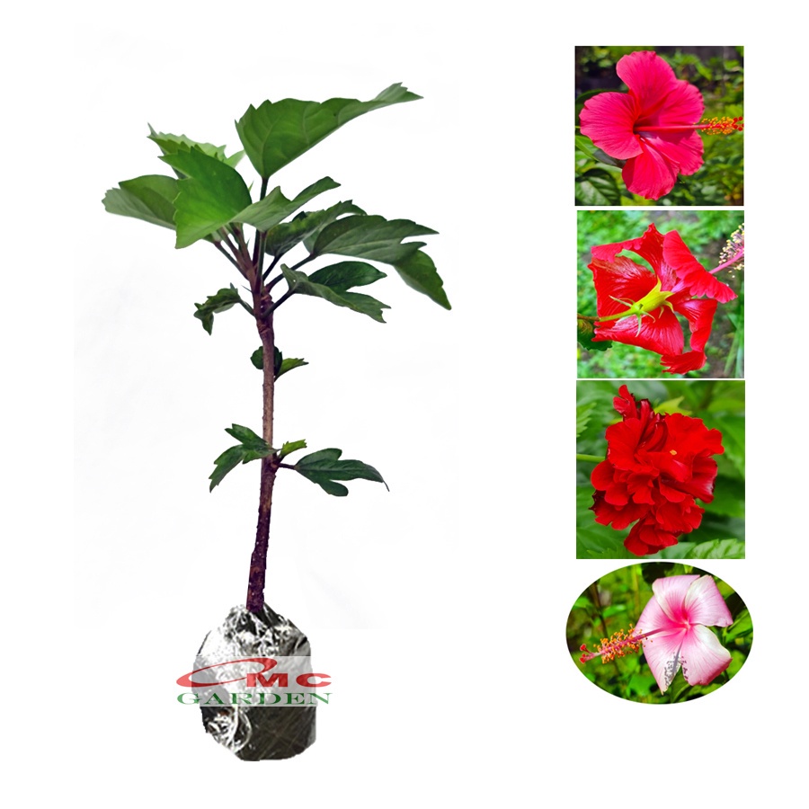 Jual Kembang Sepatu Bunga Raya Hibiscus Worawari Rosa Dinensis Merah ...