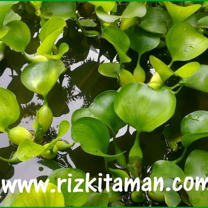 Jual tanaman Air Eceng Gondok Eichhornia crassipes berbunga ungu ...