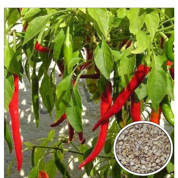 Jual Benih Unggul Tanaman Cabai Merah Besar (Capsicum annuum L.)- benih ...