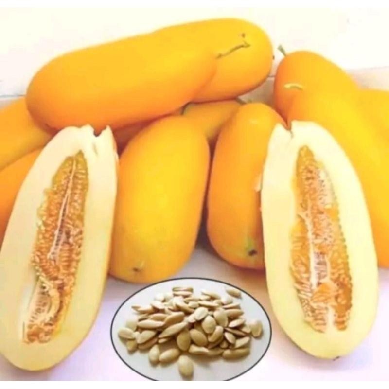 Jual 100 BENIH MENTIMUN SURI GOLDEN F1 SUPER PILIHAN PETANI | Shopee ...