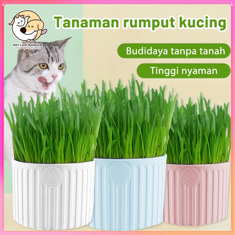 Jual Paket Tumbuh Benih Gandum Premium Rumput Kucing Cat Grass ...