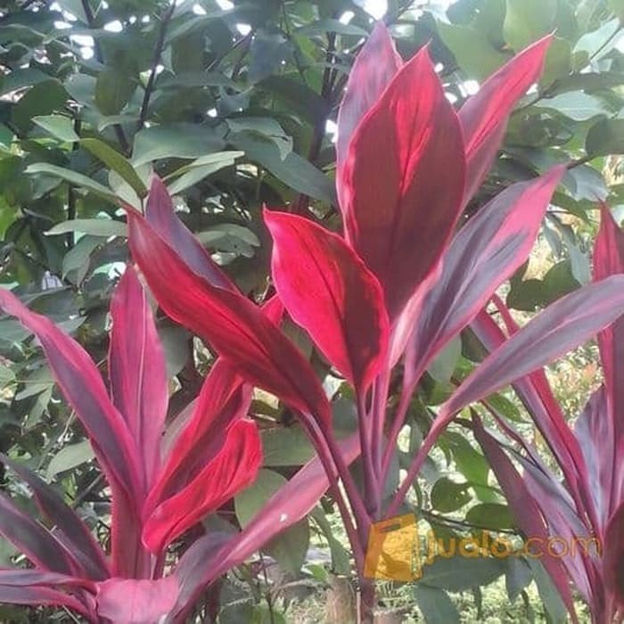 Jual TANAMAN ANDONG/HANJUANG MERAH | Shopee Indonesia