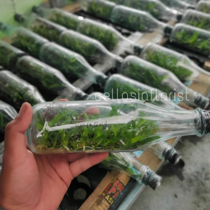 Jual Bibit Anggrek Botol Cattleya / Anggrek Botolan | Shopee Indonesia