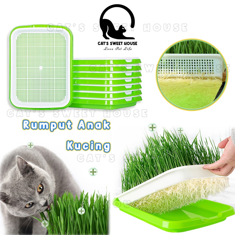 Jual Rumput Kucing Premium Diy Paket Cat Grass Wheatgrass Double Layer ...