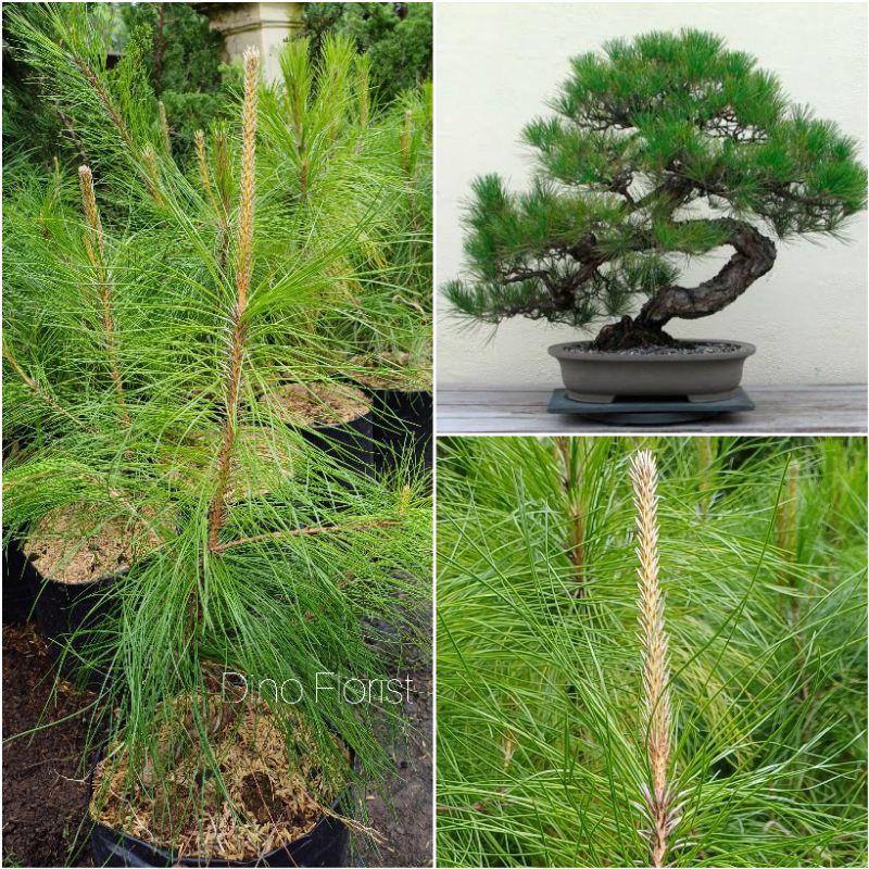 Jual CEMARA PINUS - Tanaman Hias Cemara Pinus ( Bahan Bonsai ) | Shopee ...