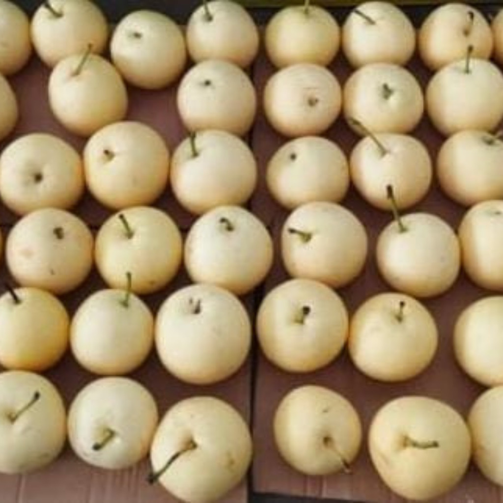 Jual Buah Pir Century Import 15 kg | Shopee Indonesia