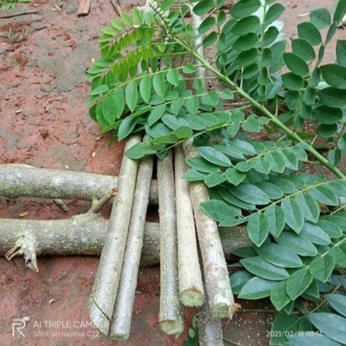 Jual tanaman bibit setek indigooera pakan ternak setek batang per 10 ...