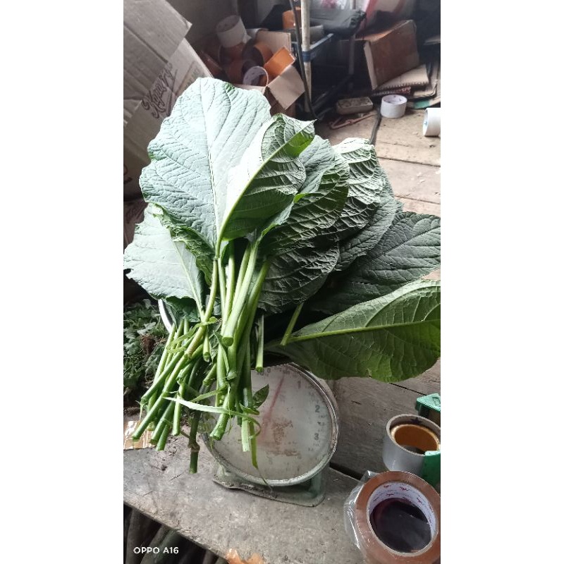 Jual daun segar bunga kecubung terompet Dseris | Shopee Indonesia