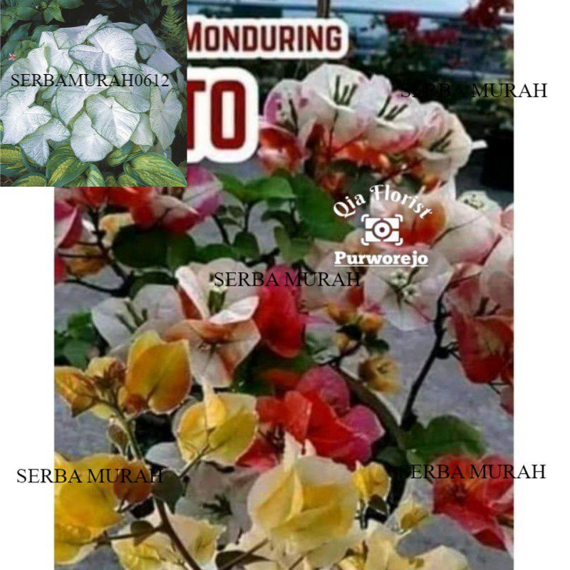 Jual TANAMAN HIAS BUGENVIL BUNGA KERTAS//CITRA MONDURING TANAMAN HIDUP ...