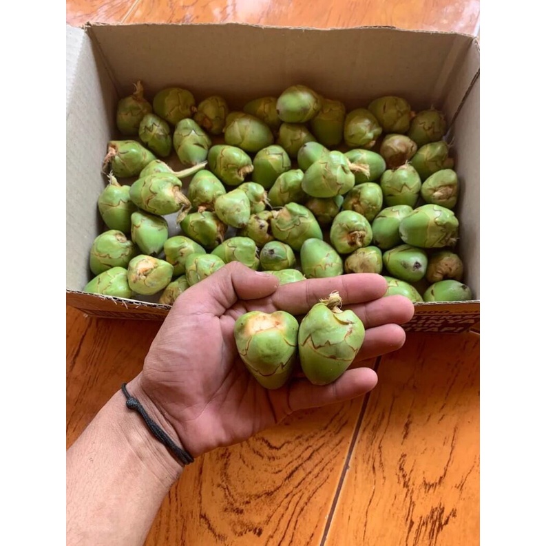 Jual Tembuluk/beluluk/bakak kelapa 10pcs | Shopee Indonesia