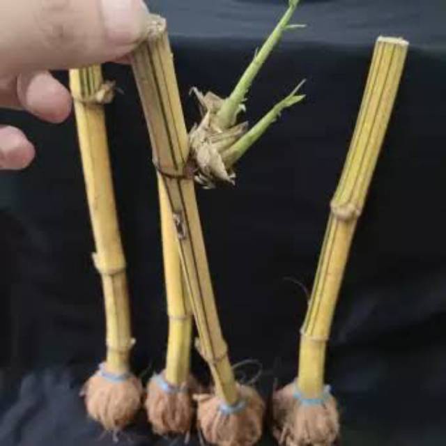 Jual Bibit Stek Bambu Kuning Mini Siap Tanam | Shopee Indonesia