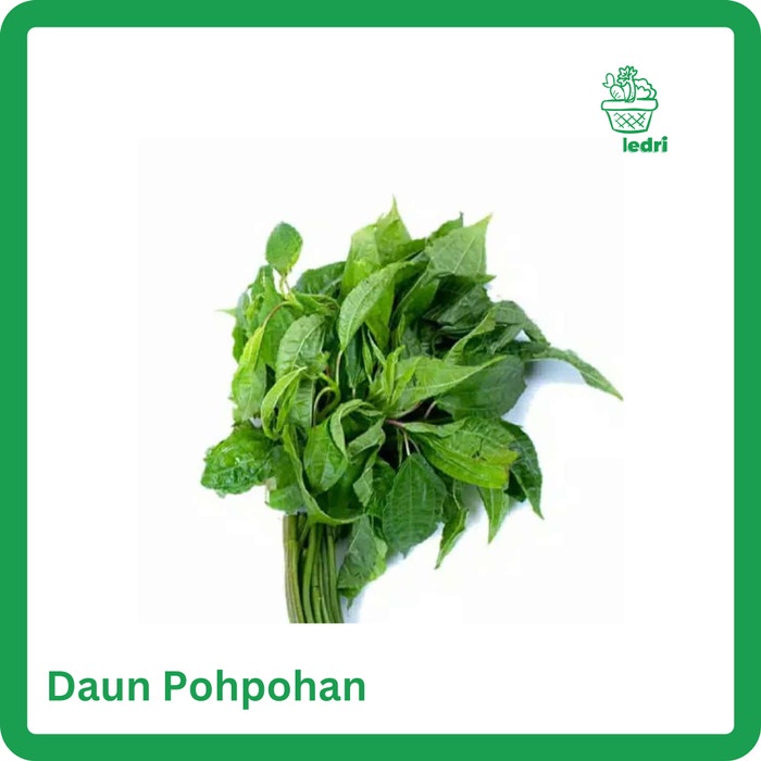 Jual Daun Pohpohan Segar | Shopee Indonesia