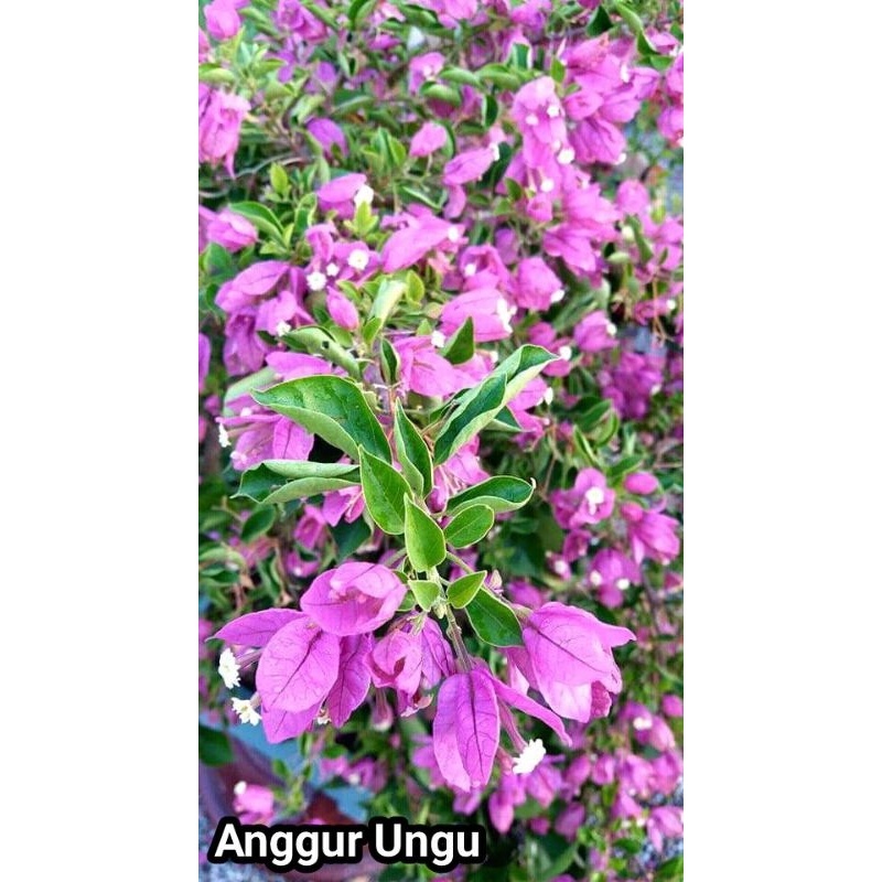 Jual Bougenville Anggur Ungu Ori Bibit Ori Shopee Indonesia