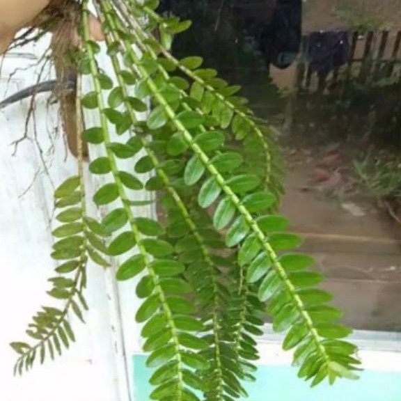 Jual kumpai kelabang | Shopee Indonesia