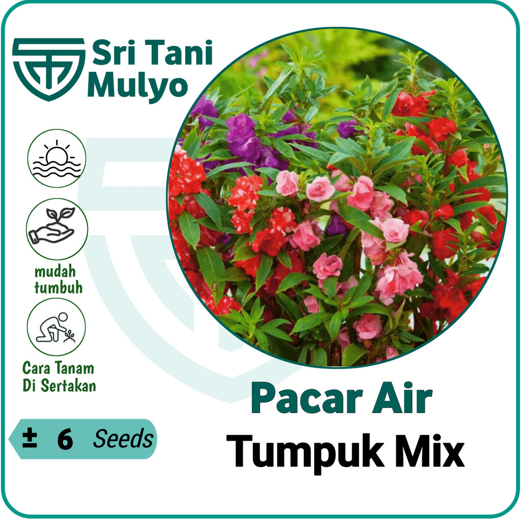 Jual 6 Benih bunga pacar air tumpuk mix warna Sri Tani Mulyo | Shopee ...