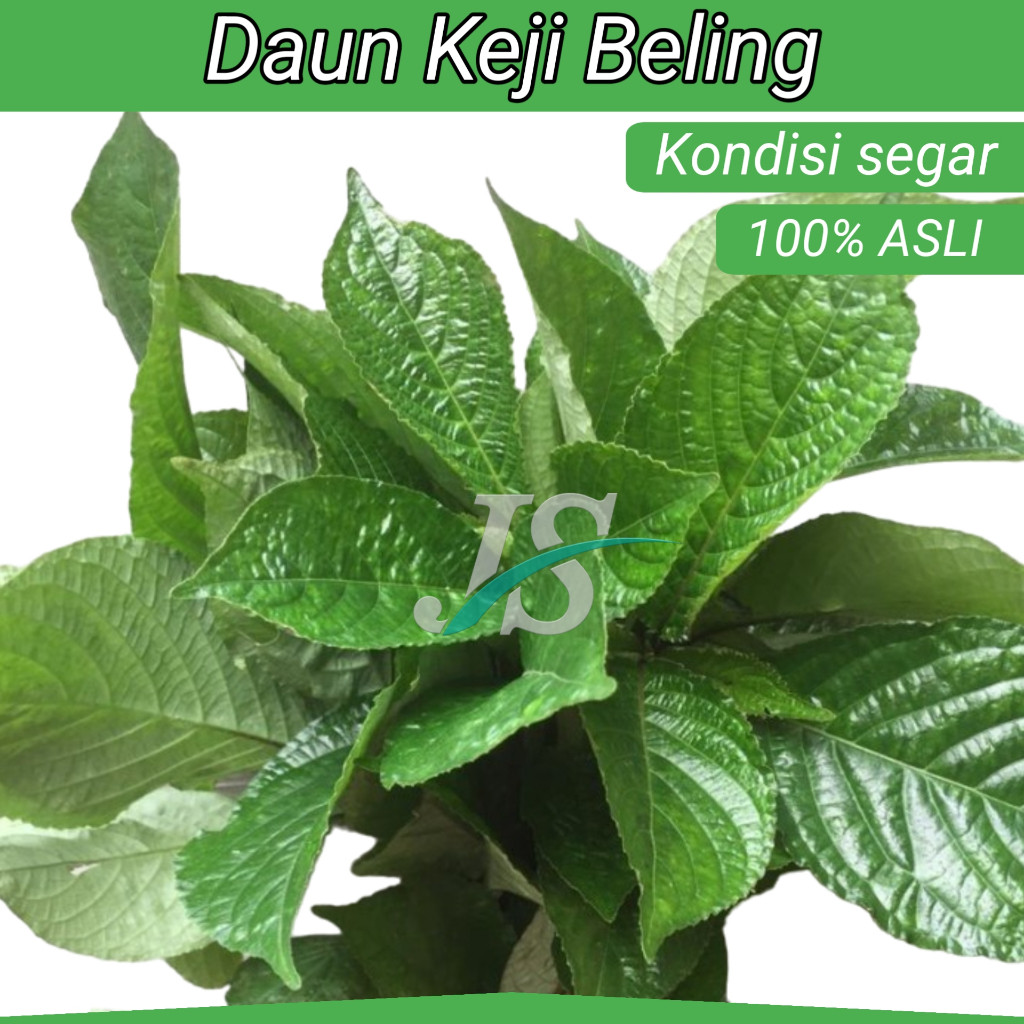 Jual Daun Keji Beling Segar 500-GRAM Pecah Beling Kaca Tanaman Herbal ...