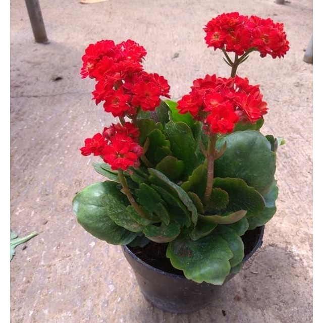 Jual Tanaman Hias Hidup Bunga Calandiva Berbunga - Bunga Caladiva ...