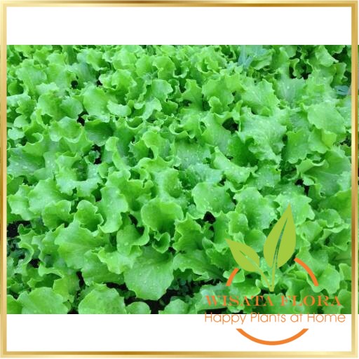 Jual 250 Benih Selada hijau New Grand Rapids Lettuce Hibrida F1 bibit tanaman sayuran hidroponik ...