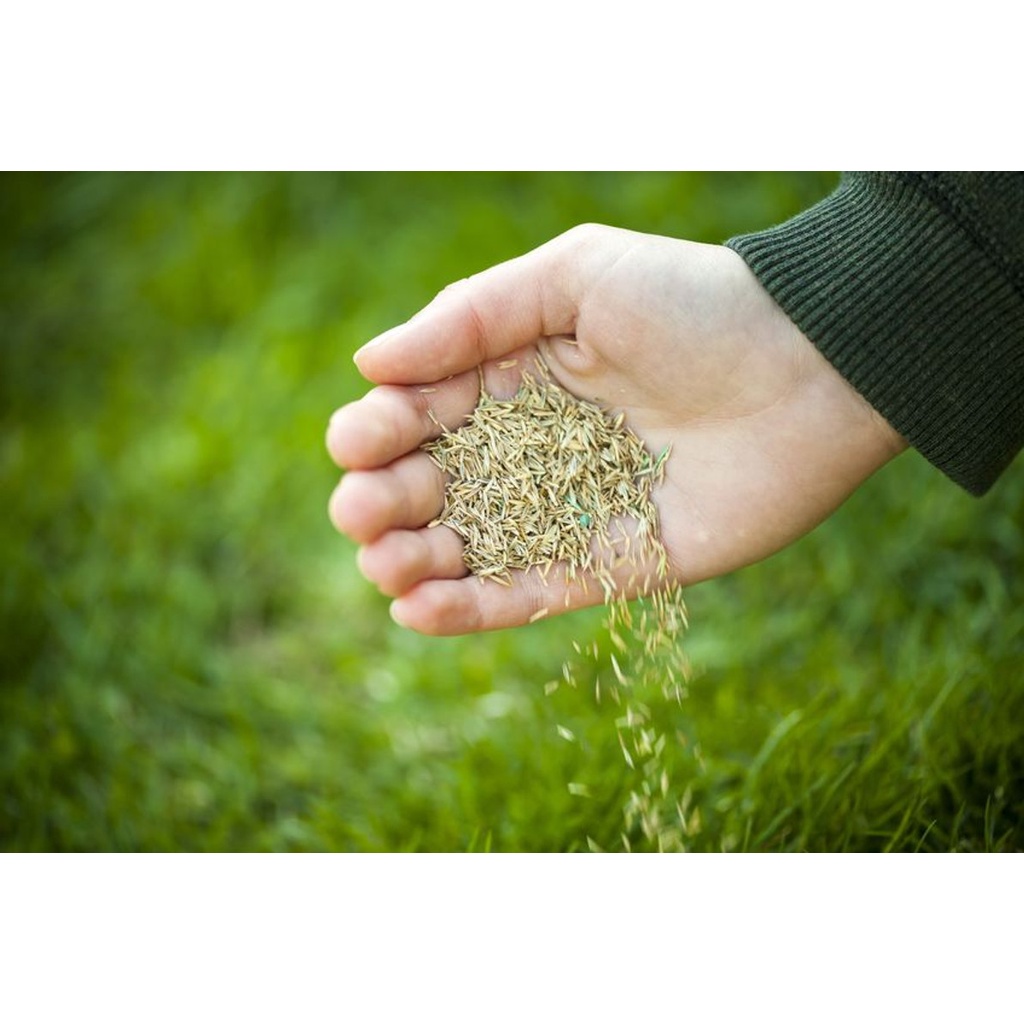 Jual Bibit Rumput Raja King Grass Perkilo / biji rumput king grass 1kg ...