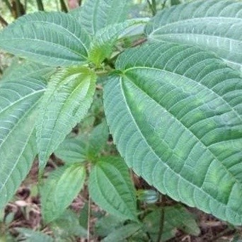 Jual Daun Pohpohan Poh pohan lalap sunda segar 100 gram | Shopee Indonesia