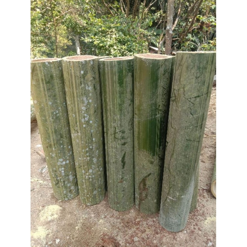 Jual bambu potong tua ukuran 100cm, 50cm dan 30cm | Shopee Indonesia