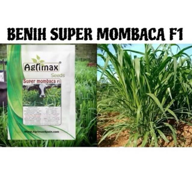 Jual Benih super mombaca F1 1000 biji agrimax spanyol | Shopee Indonesia