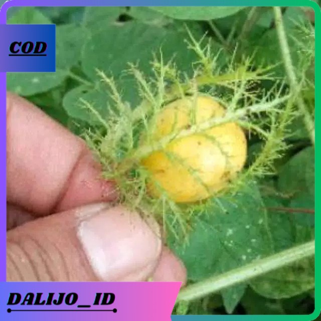 Jual BEST SELLER - Buah rambusa/markisa hutan segar | Shopee Indonesia