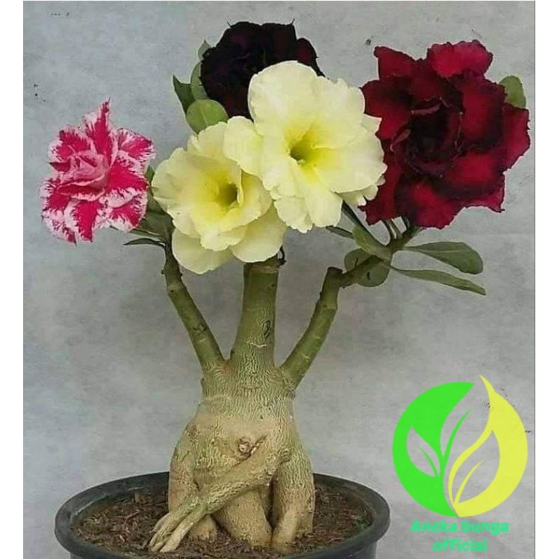 Jual Tanaman hias bunga adenium tumpuk 4 warna / bunga Kamboja jepang ...