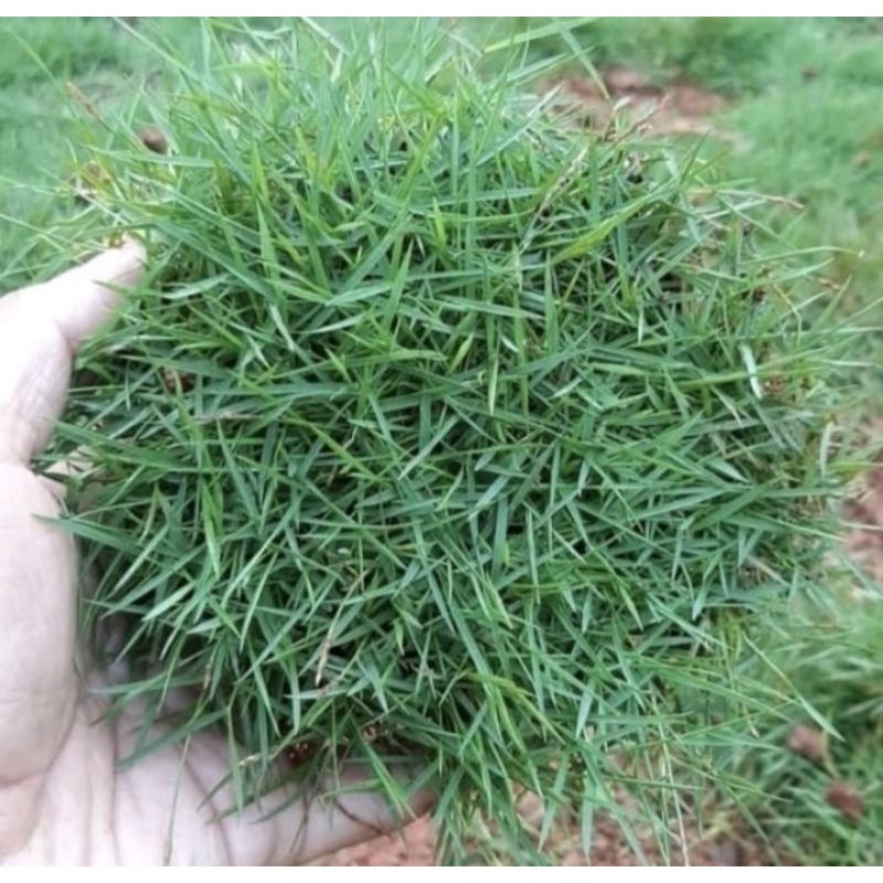 Jual Biji Benih Rumput Jepang Zoysia Japonica Rumput Taman Mudah Tumbuh ...