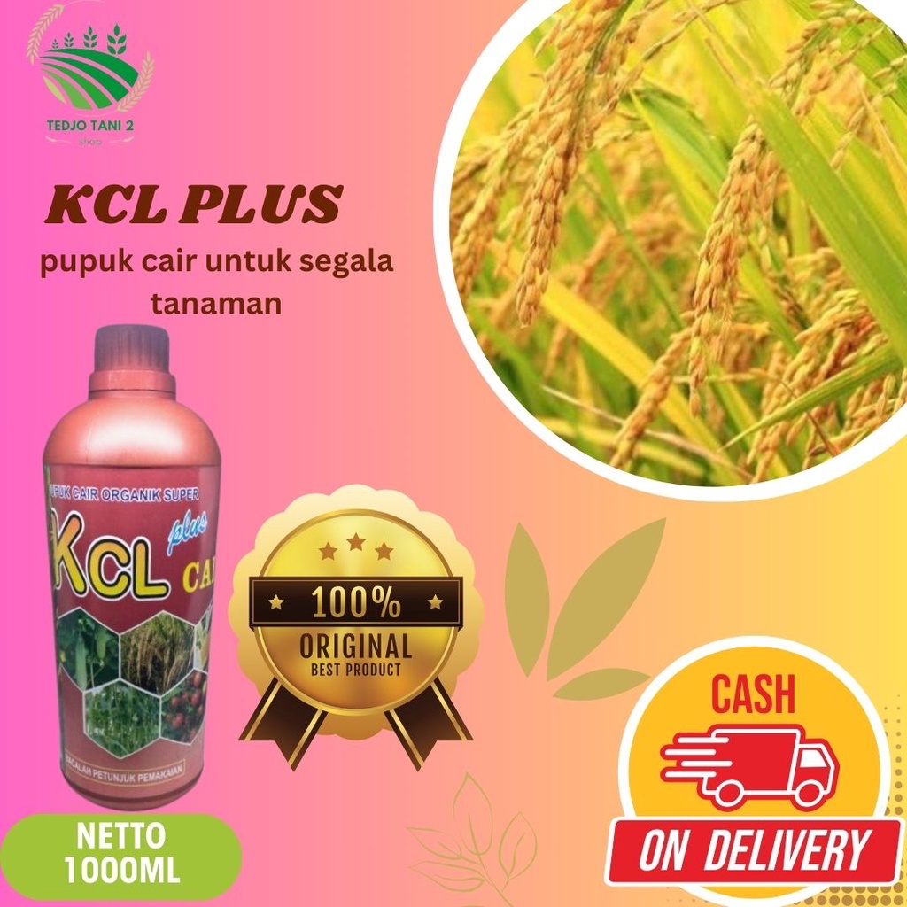 Jual Fertilizer Cair KCL + Silika plus Auksin & Giberlin boster umbi dan buah 1 Liter | Shopee ...