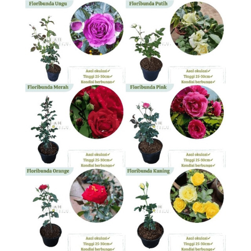 Jual Bunga Mawar Berbunga Bibit Tanaman Hias Berbunga Berlabel dan ...