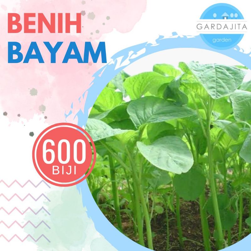 Jual Benih BAYAM [isi-600] - Maestro Biji Bibit Sayur F1 | Shopee Indonesia