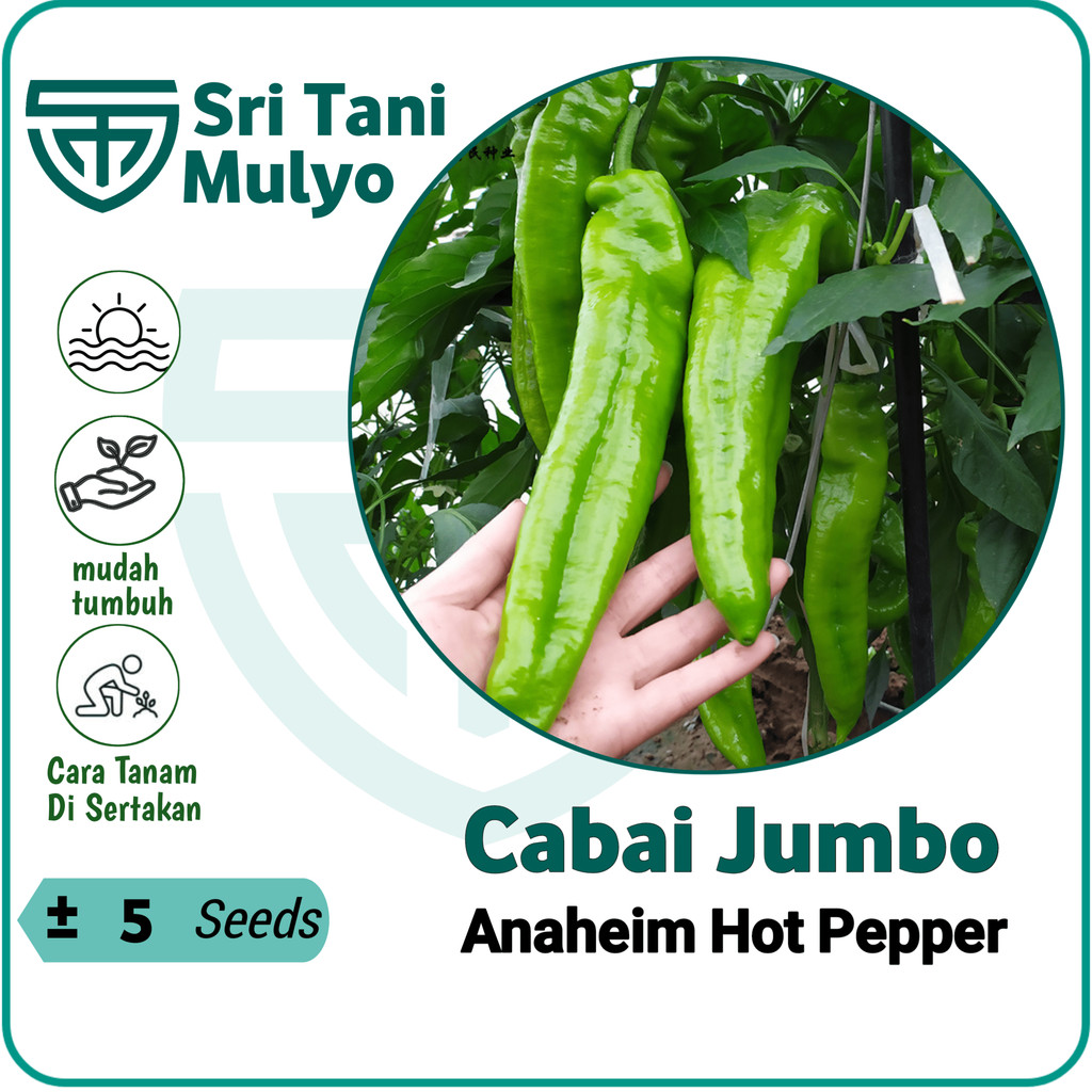 Jual 5 Benih Biji Cabe Anaheim Chile Hot Pepper - Sri Tani Mulyo ...