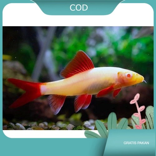 Jual Ikan Redfin Albino | Ikan Hias Akuarium Air Tawar | Shopee Indonesia