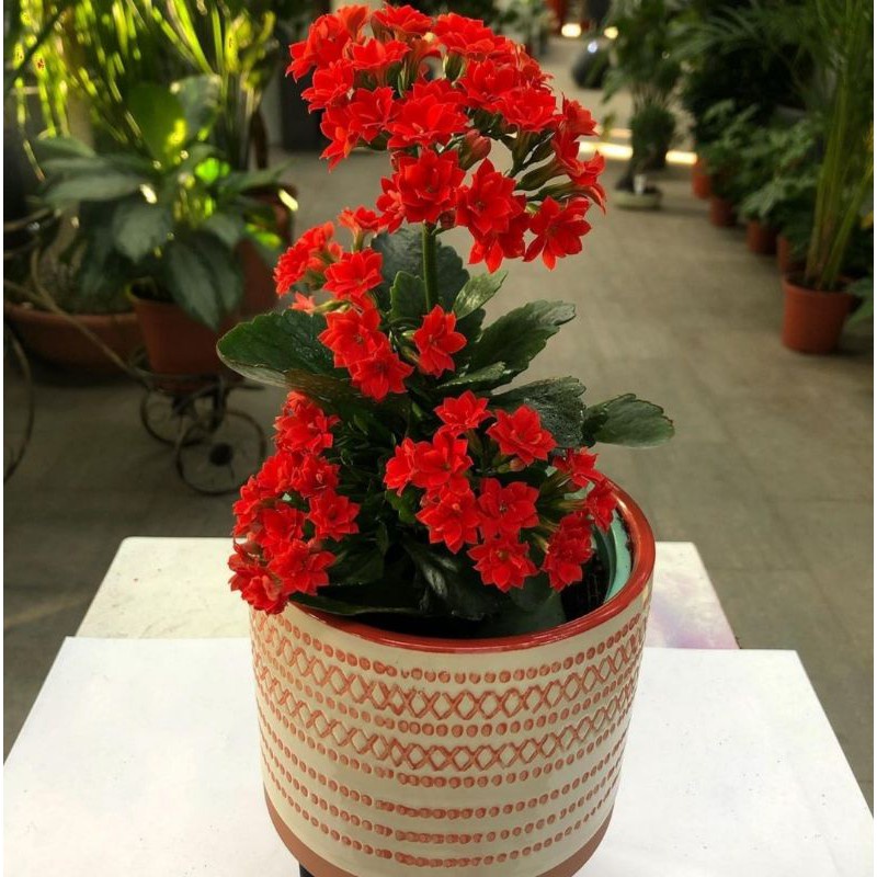 Jual Tanaman Hias hidup Bunga cocor bebek bunga merah kalancu kalanchoe ...