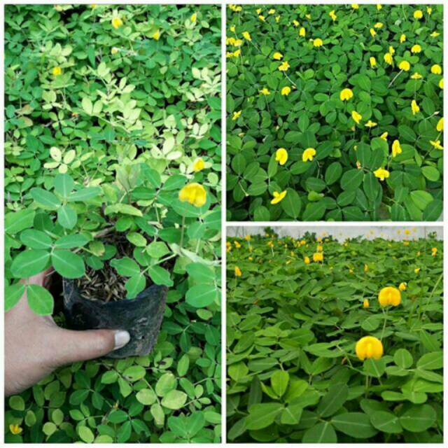 Jual BUNGA ARACHIS PINTOI - Tanaman Hias Bunga Kacang Kacangan - Pinto ...
