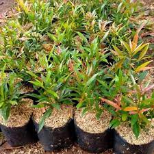 Jual BIBIT PUCUK MERAH (Syzygium myrtifolium)UKURAN 25-35 cm - tanaman ...
