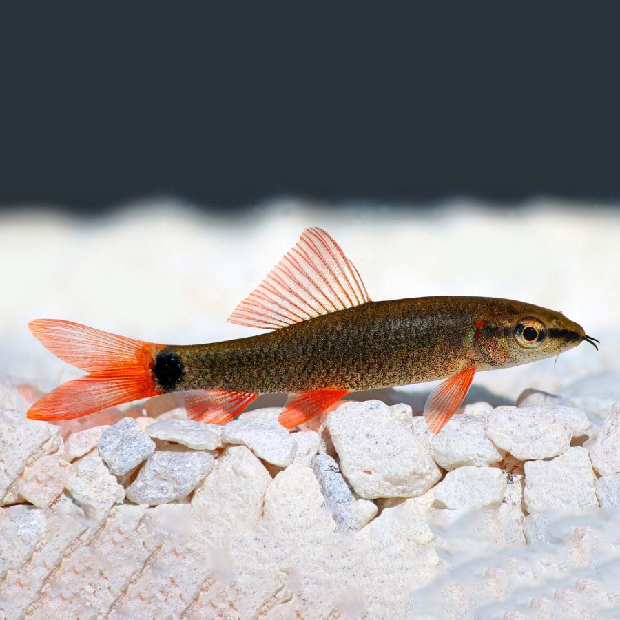 Jual Redfin Red Fin Shark Red Tail / Ikan Hias Aquascape Air Tawar ...
